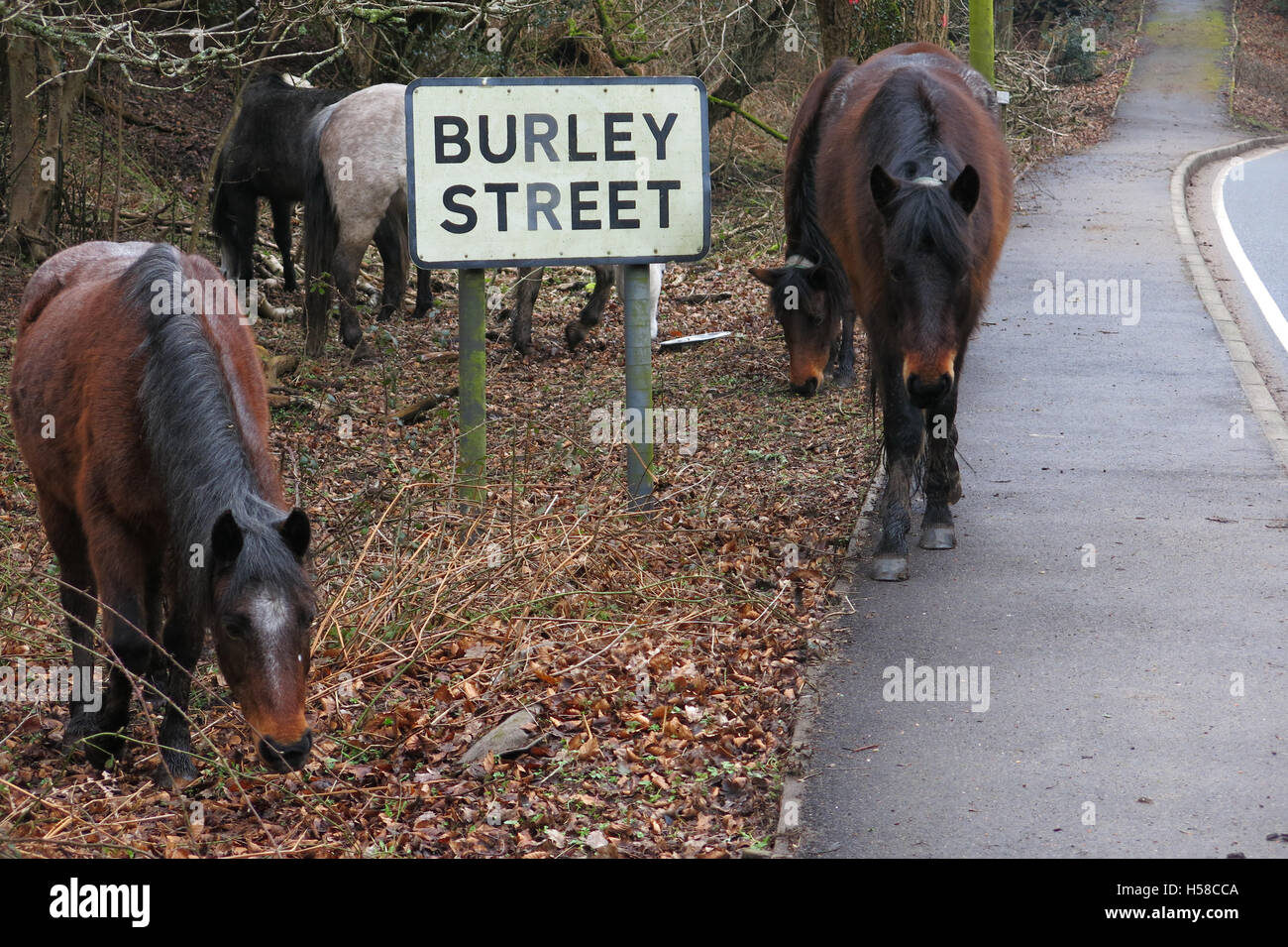 British native ponies hi-res stock photography and images - Alamy