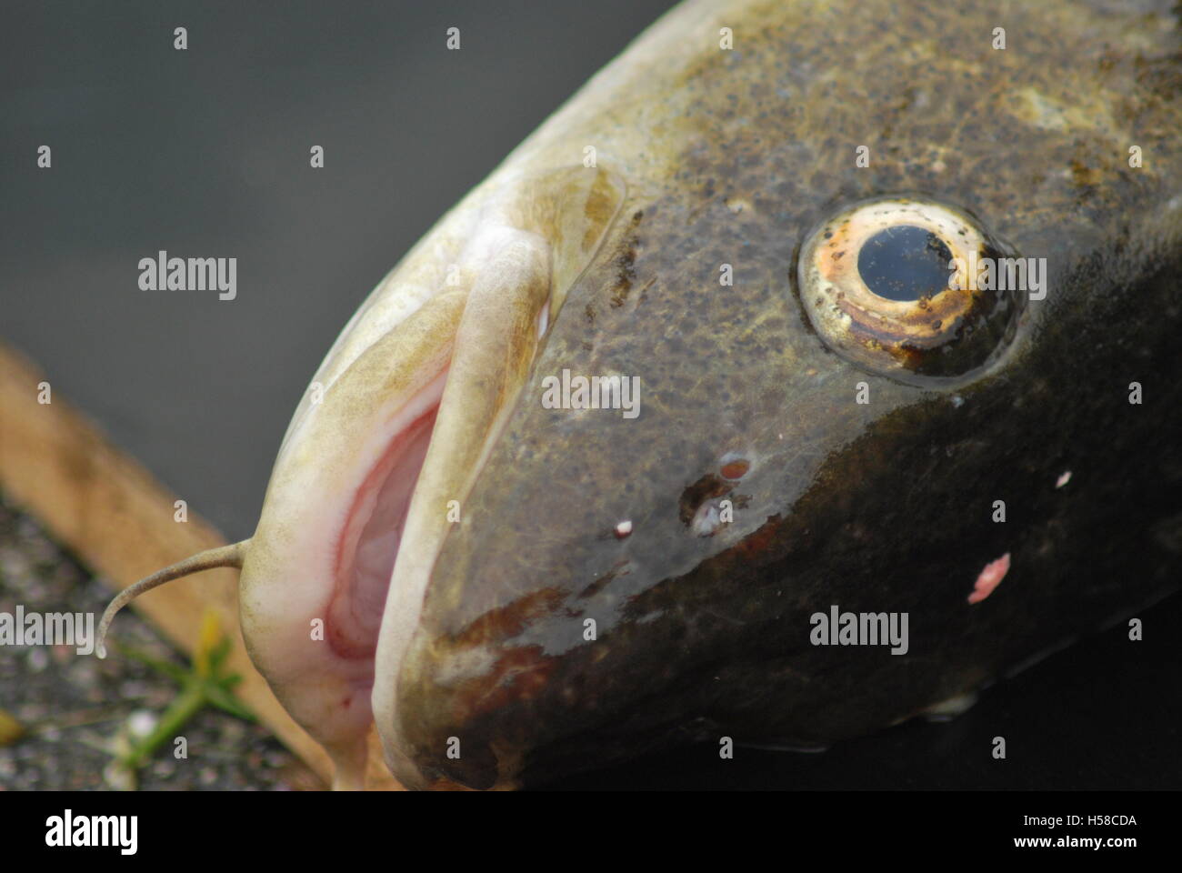 Dead cod fish hi-res stock photography and images - Alamy