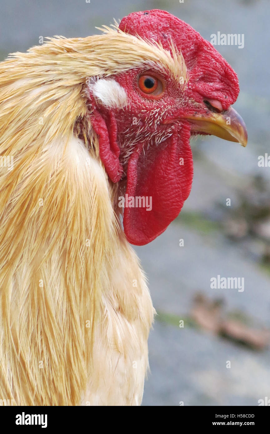 Cockerel portrait hi-res stock photography and images - Alamy