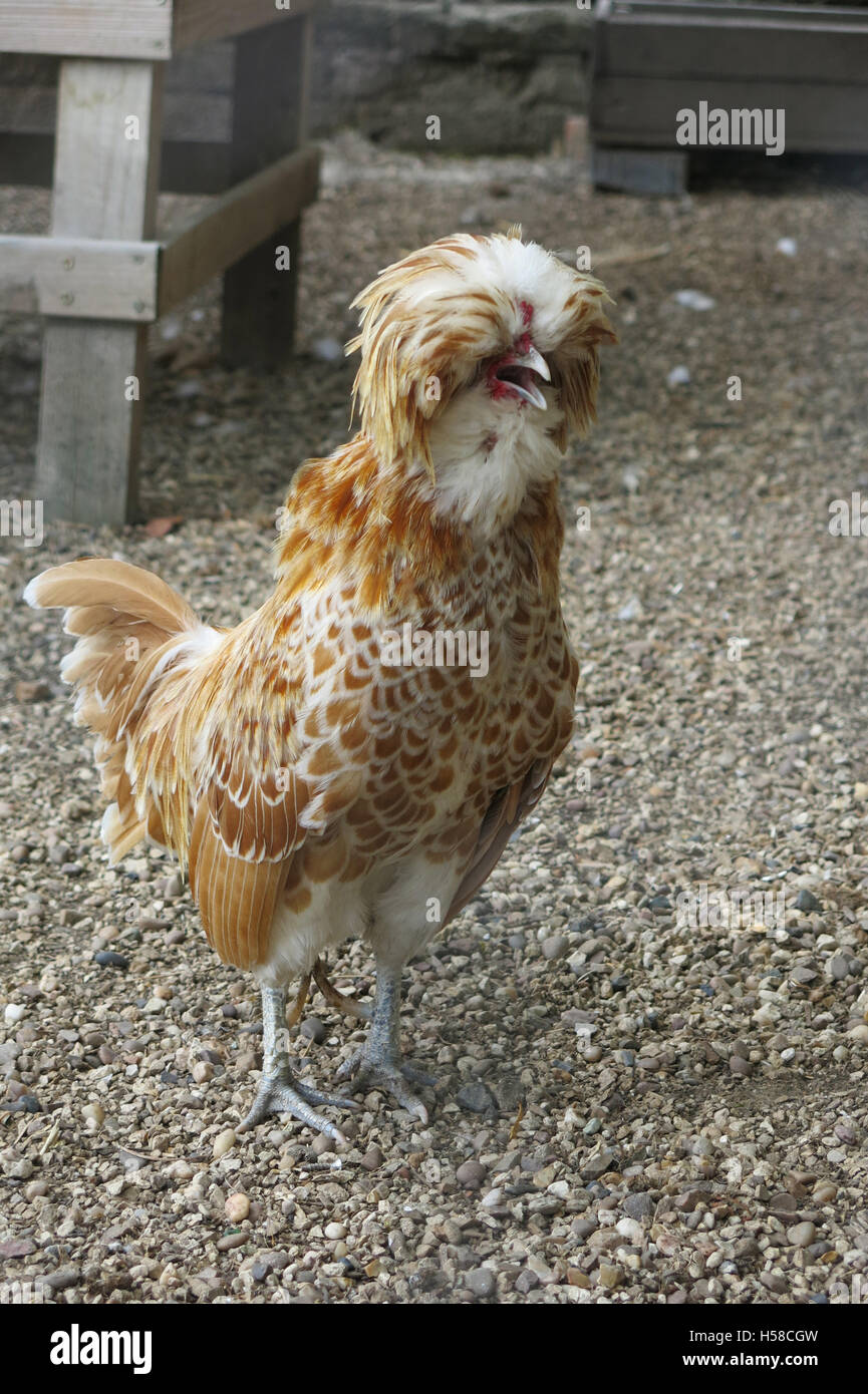 Chicken with feathers covering it's eyes Stock Photo - Alamy