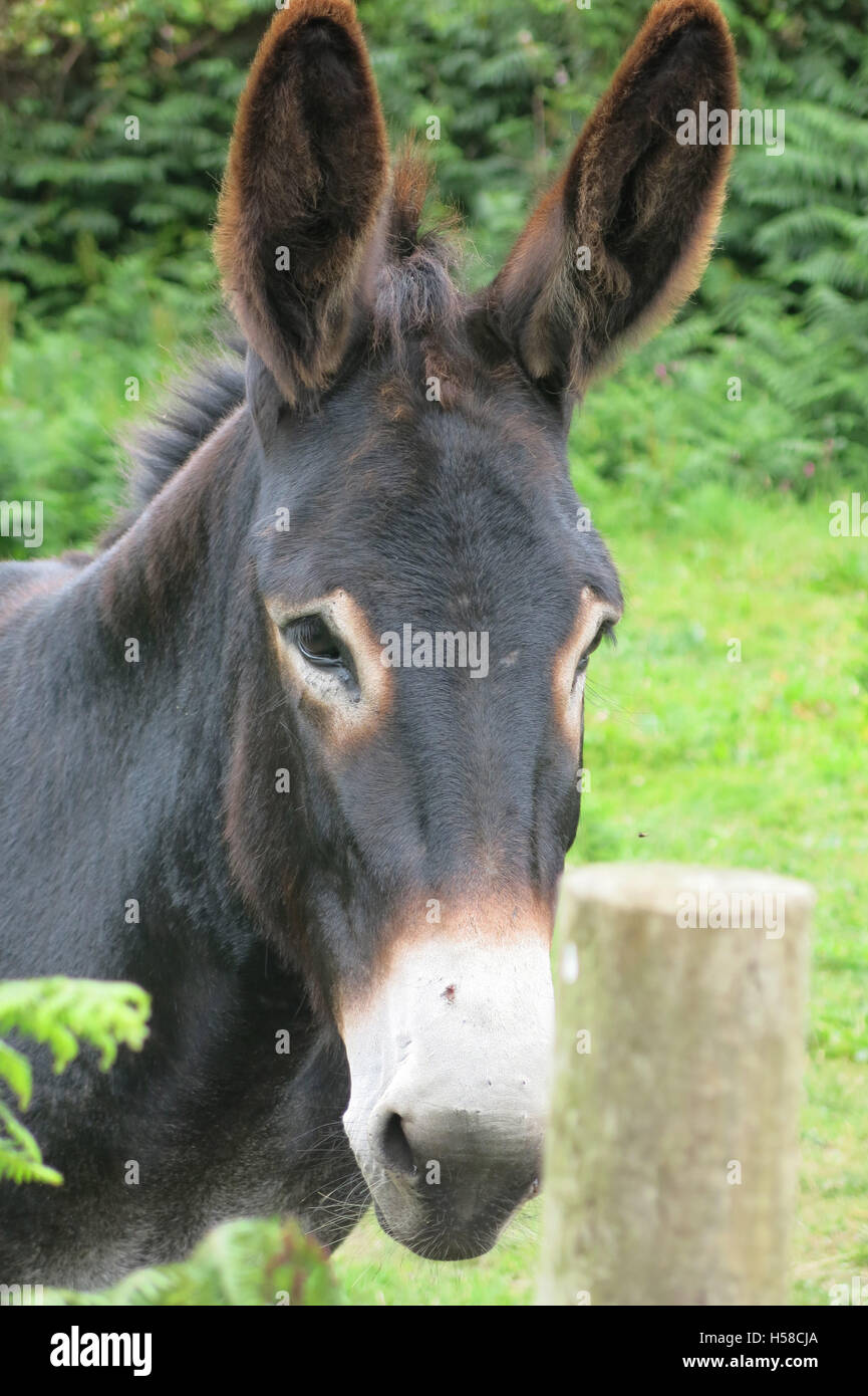 Mule head hi-res stock photography and images - Alamy