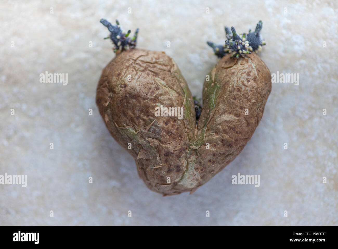 The life of a potato hi-res stock photography and images - Alamy