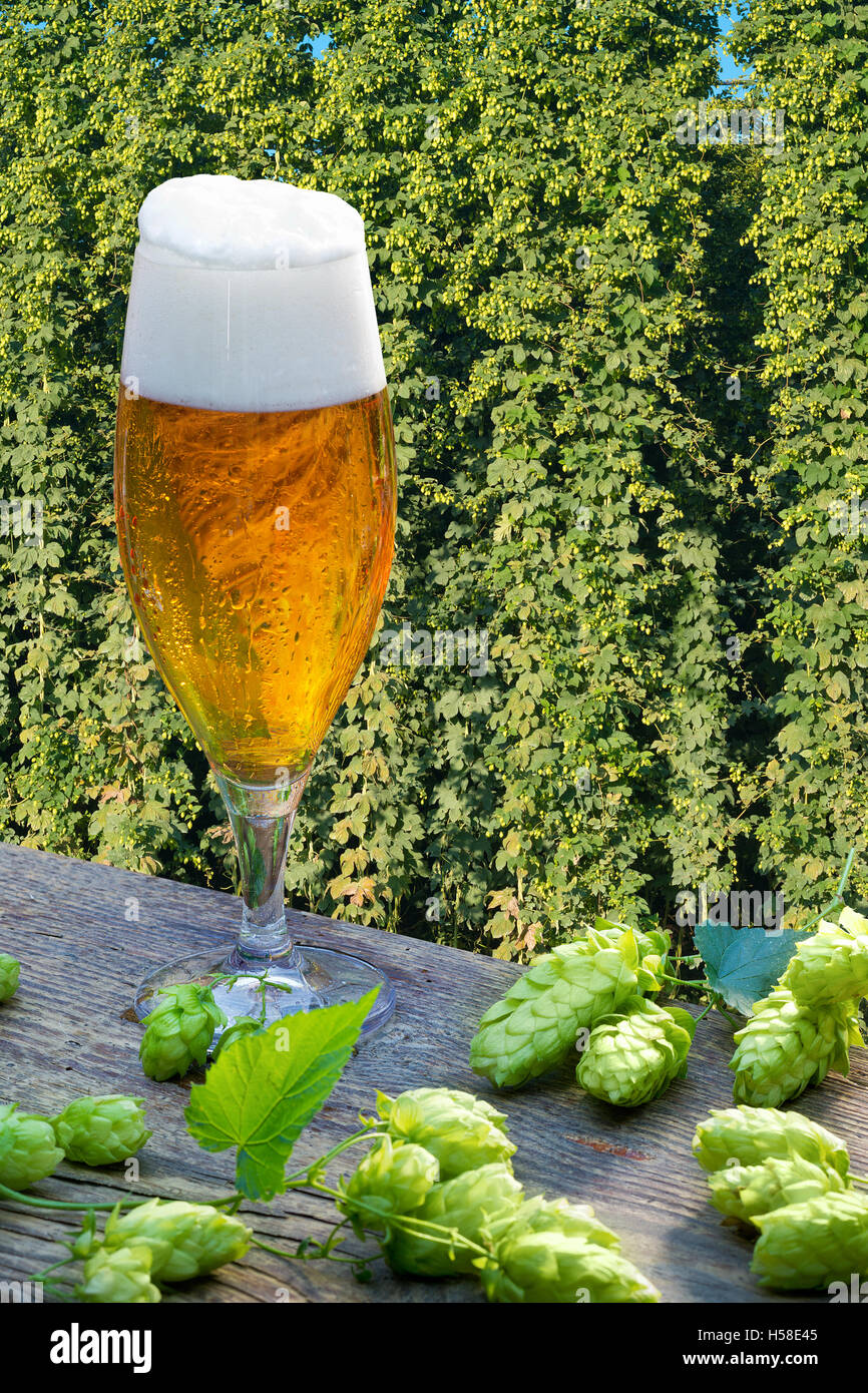 Beer glass with hop cones in the hop field Stock Photo - Alamy
