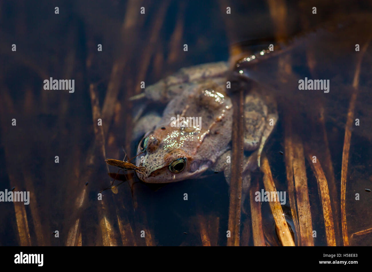 Frog in the rushes, Kampinos National Park, Poland, Mazovia Stock Photo ...