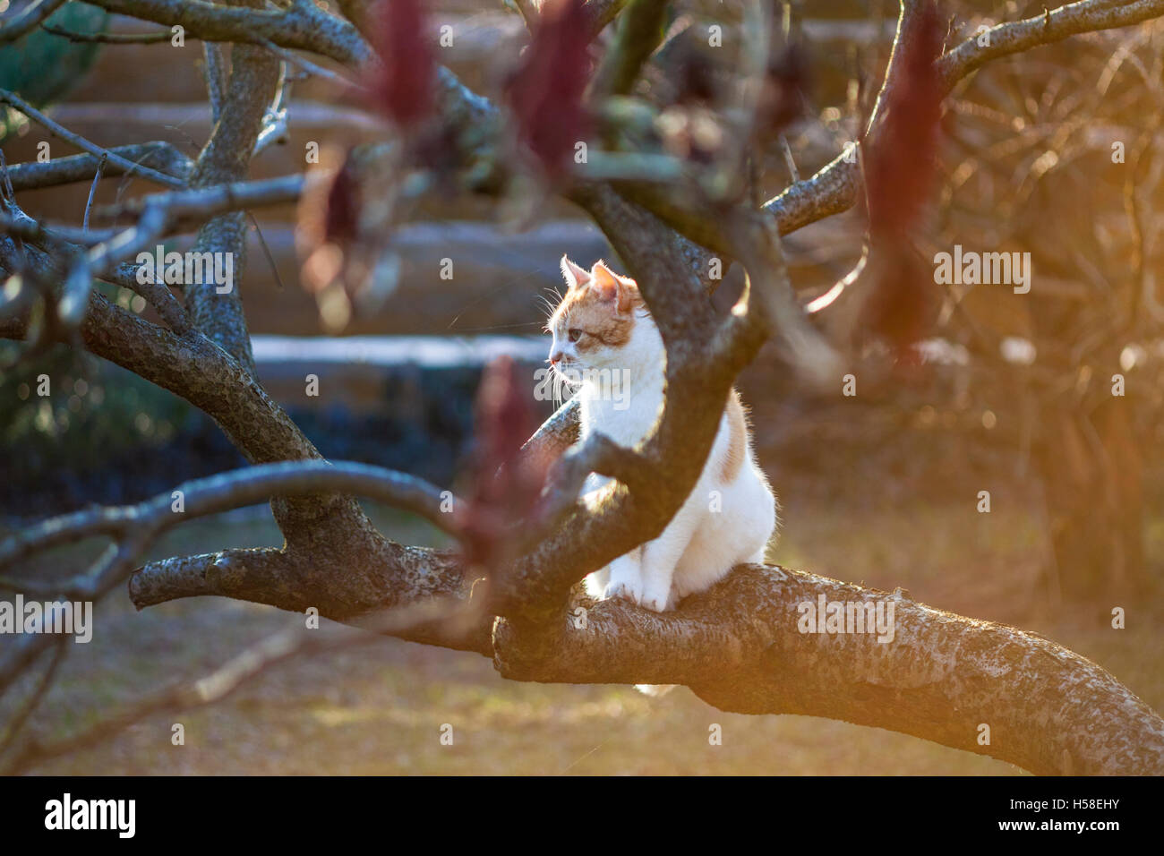 Cat sitting on a tree Stock Photo - Alamy