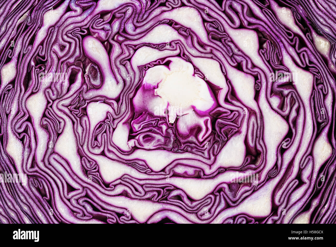 Texture of red cabbage Scotch kale or purple cabbage closeup Stock ...
