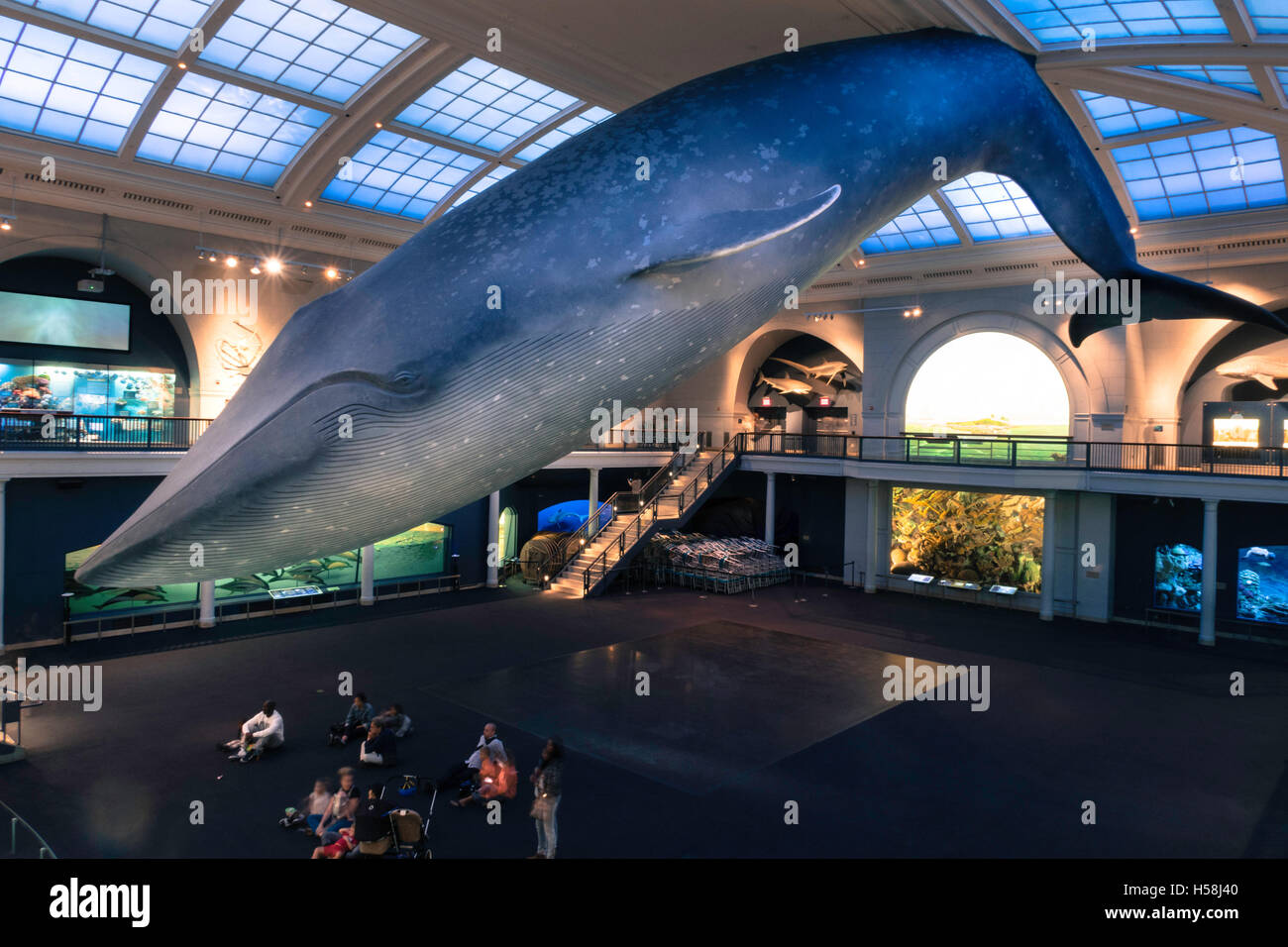 American museum of natural history whale hi-res stock photography and ...