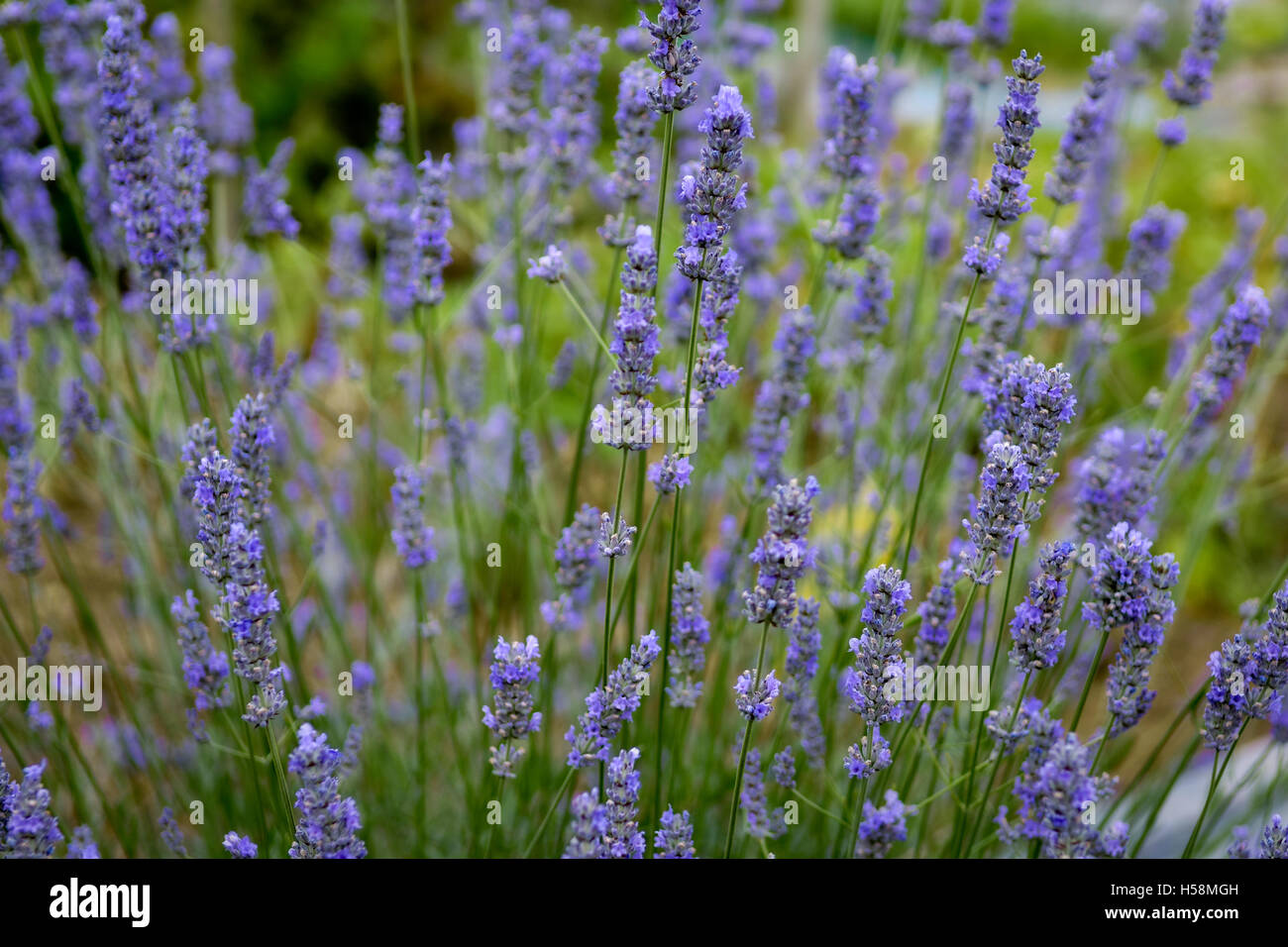 Flowering Lavender bush Stock Photo - Alamy