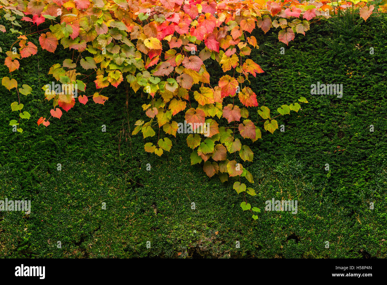 Vines autumn leaves on hi-res stock photography and images - Alamy