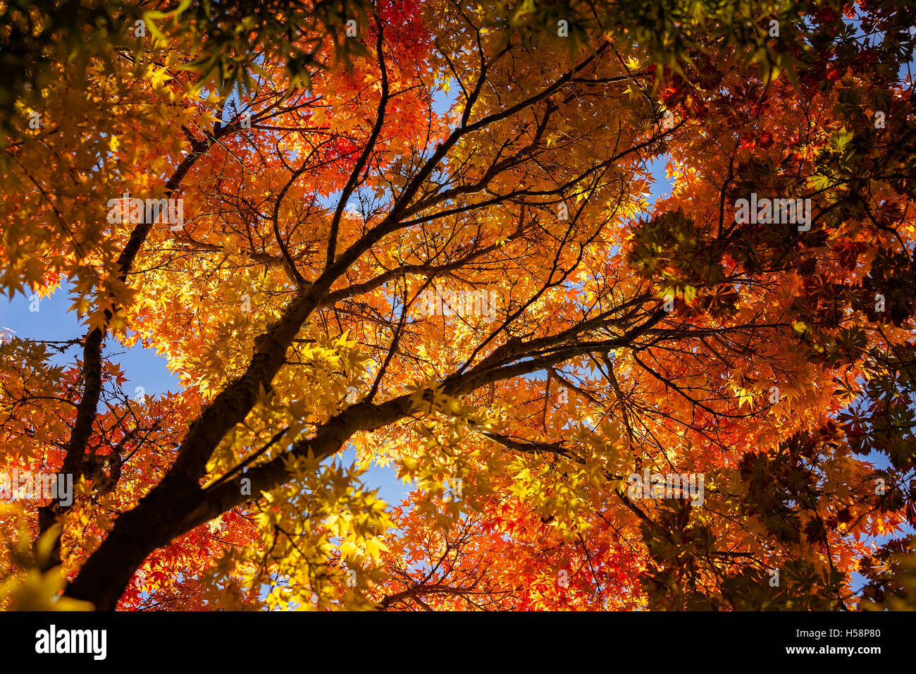 Colourful autumn leaves background Stock Photo - Alamy