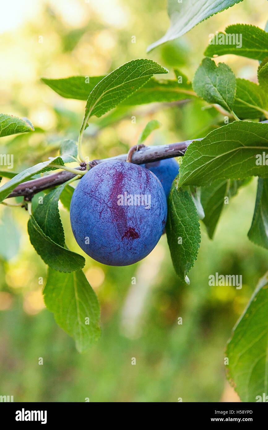 Close up of the plums ripe on branch. Ripe plums on a tree branch in ...