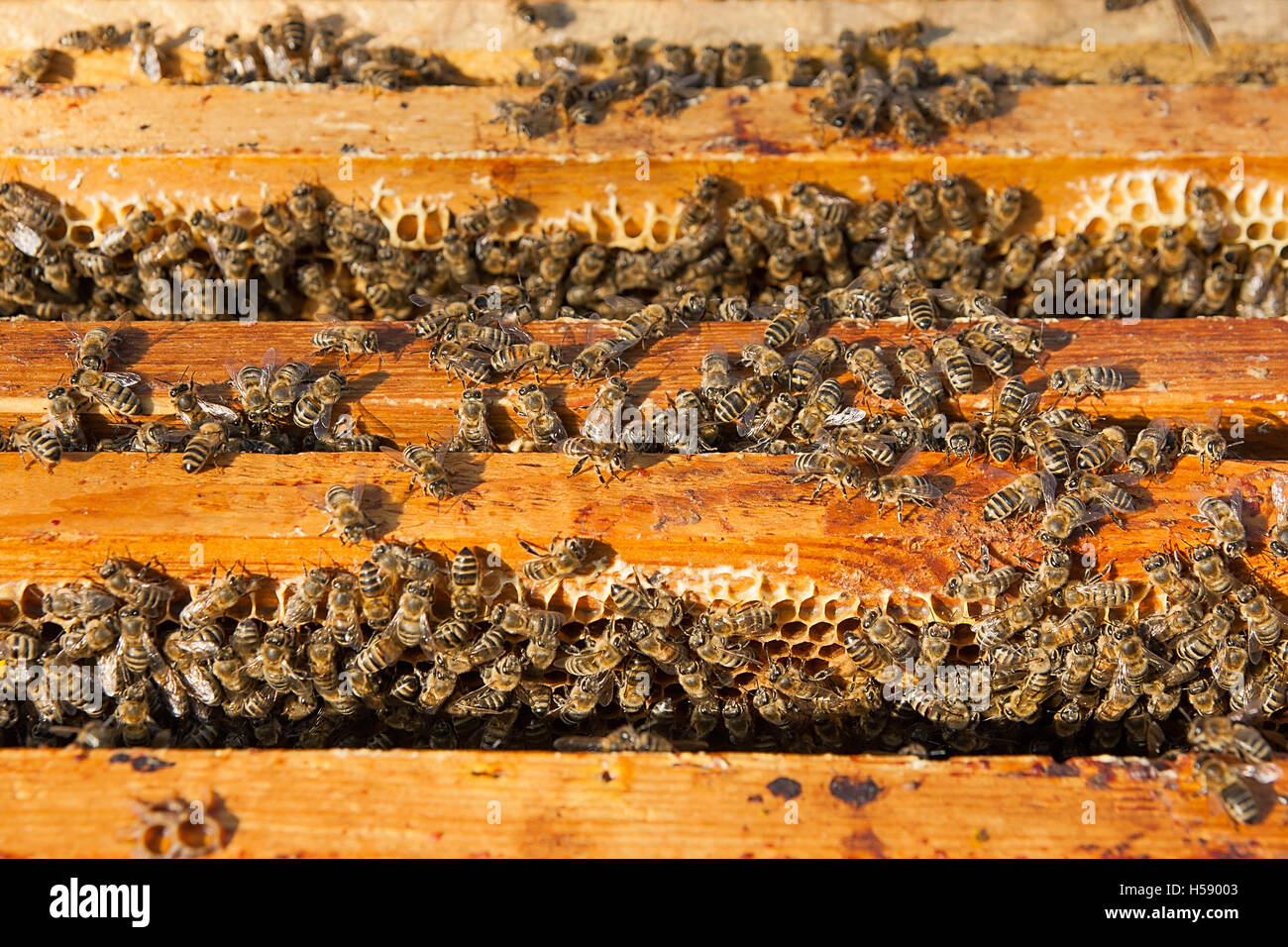 Close up view of the opened hive body showing the frames populated by ...