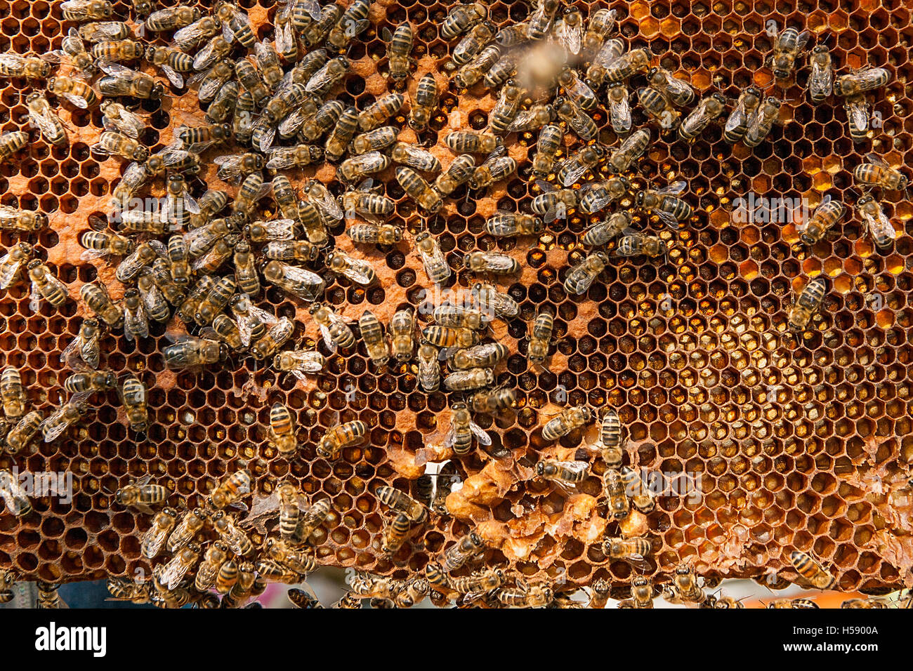 Busy bees inside hive with open and sealed cells for their young. Birth ...