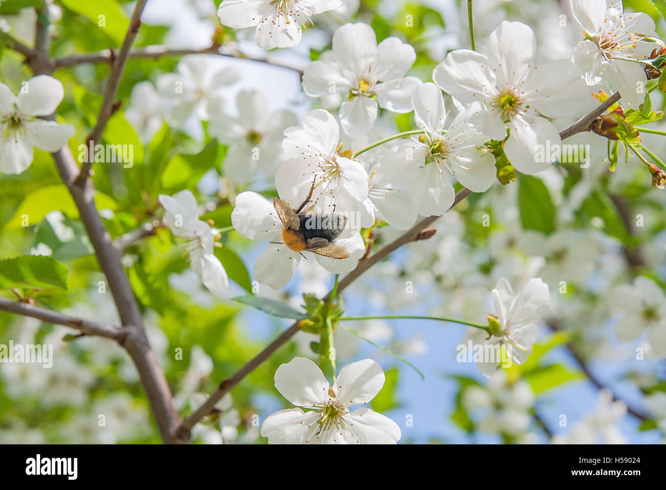 Beautiful flowering cherry trees. Bumblebee harvesting pollen from ...