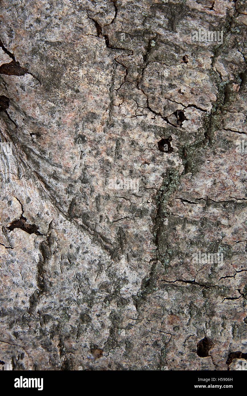 Close up view of aspen bark for background texture. The surface of the ...