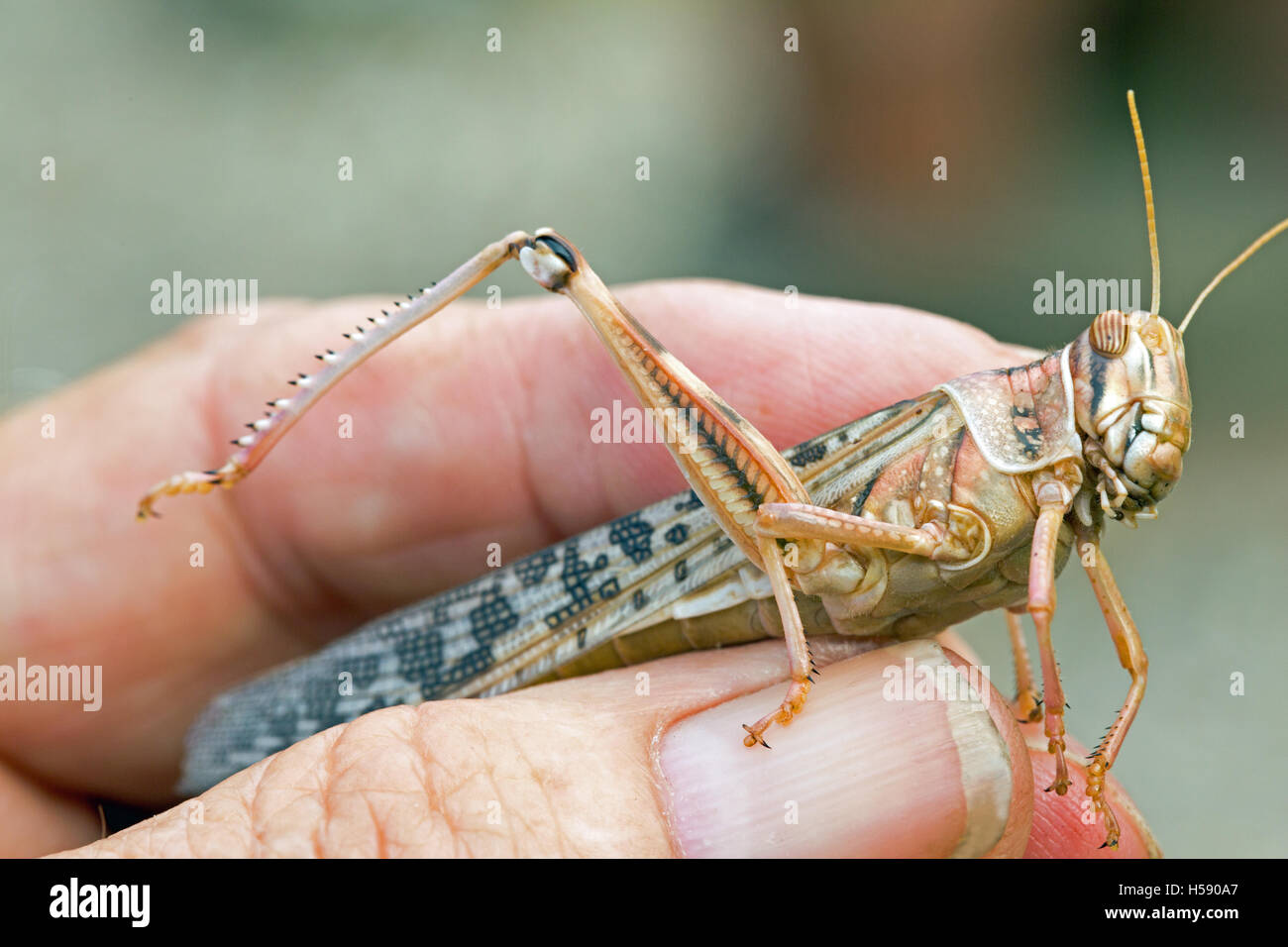 Jointed leg hi-res stock photography and images - Alamy