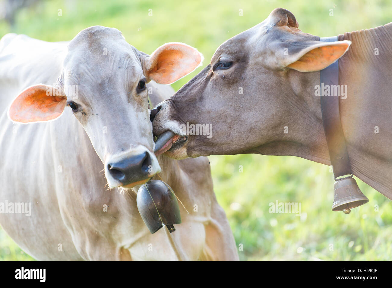 Cow licking lips hi-res stock photography and images - Alamy