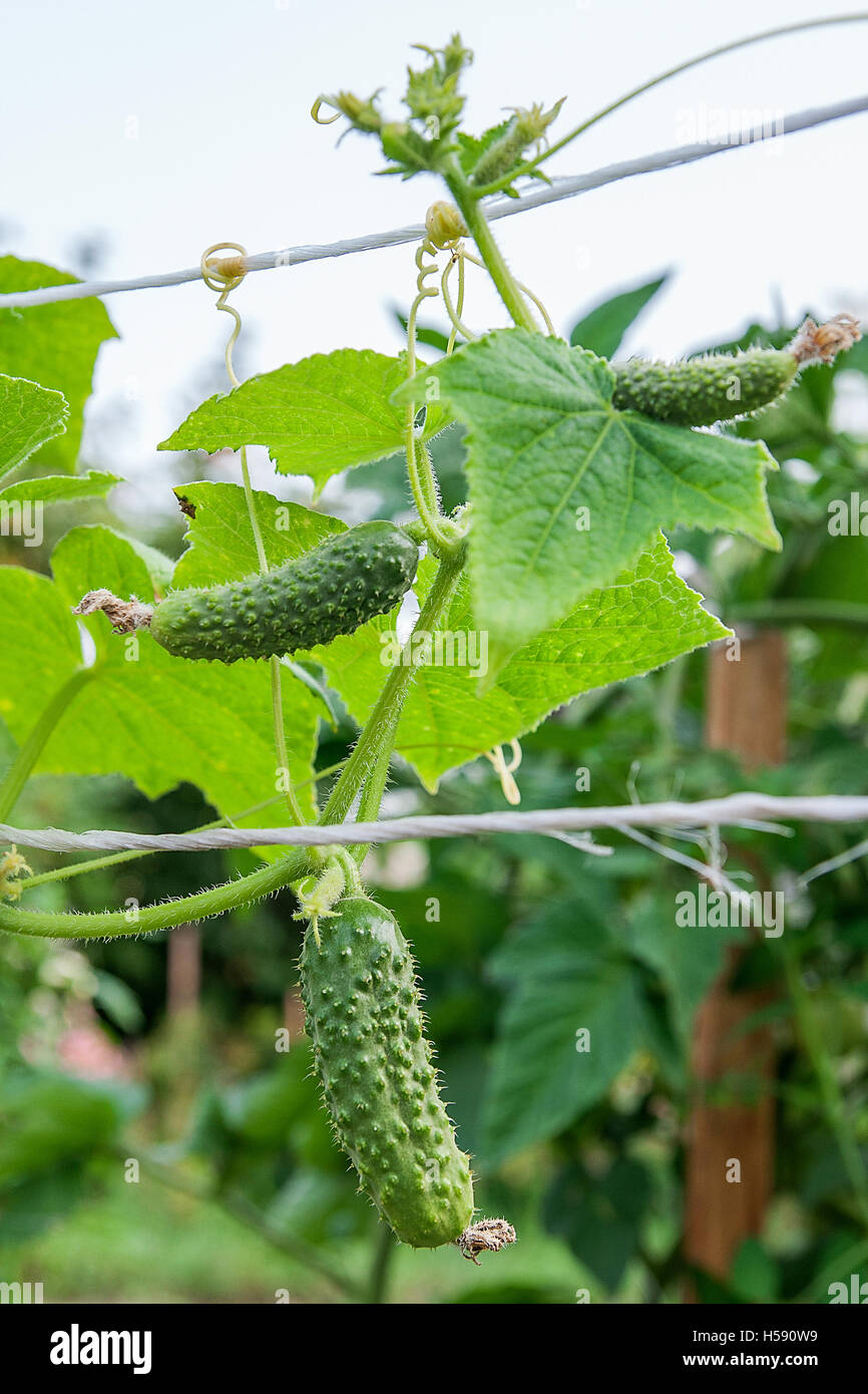 A cucumber in a bush outdoors. How to grow a cucumber plant in a garden ...