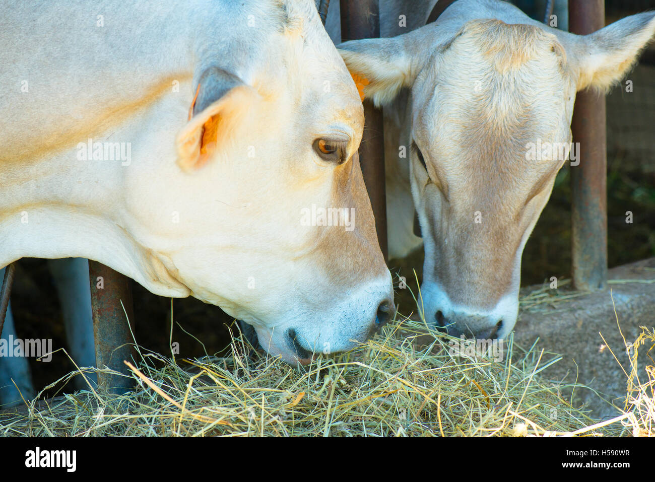 Two cows eating hay on the farm Stock Photo - Alamy