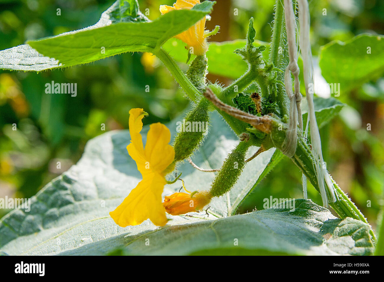 How to grow cucumbers hi-res stock photography and images - Alamy