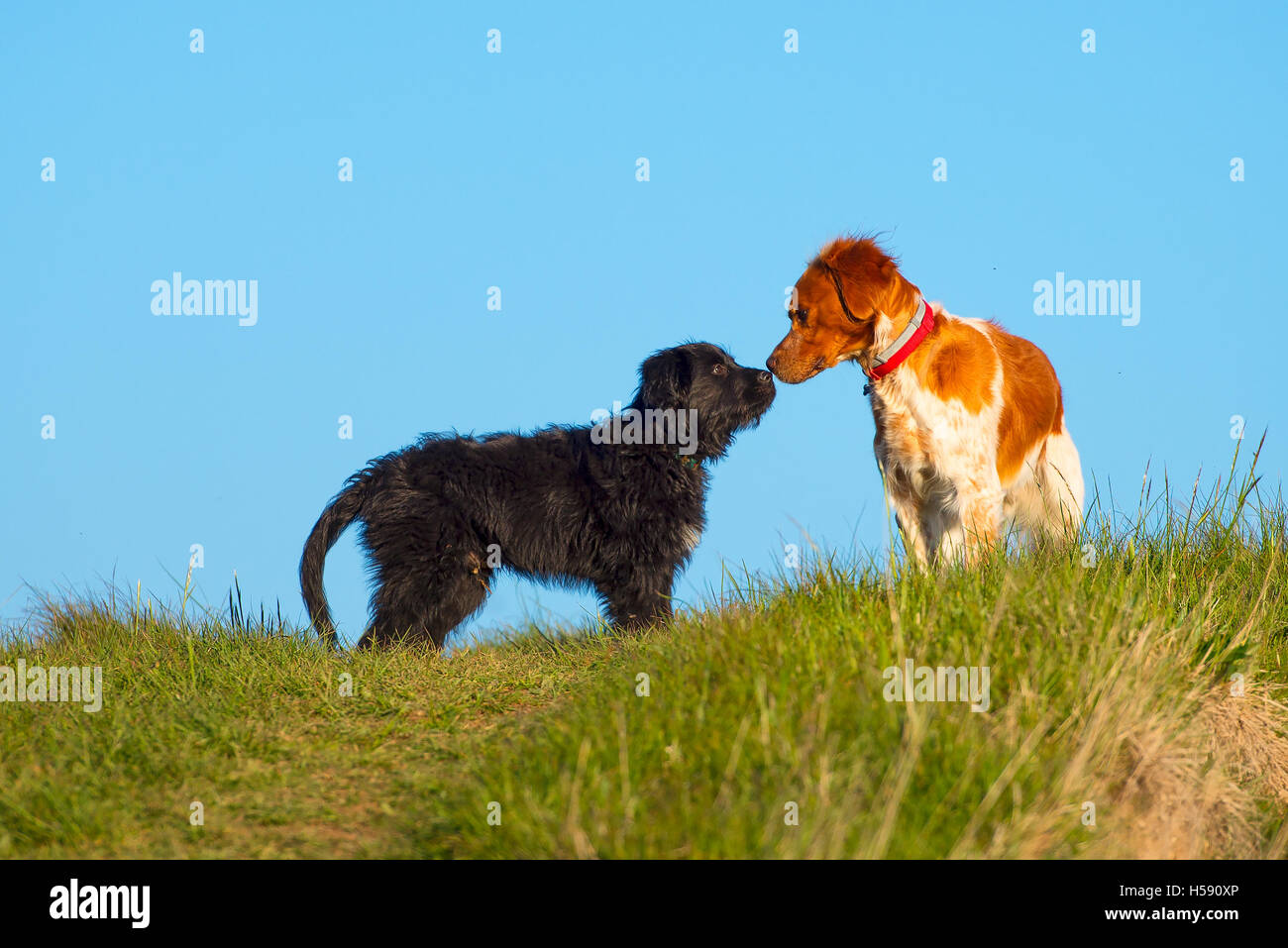Two different dog breeds hi-res stock photography and images - Alamy