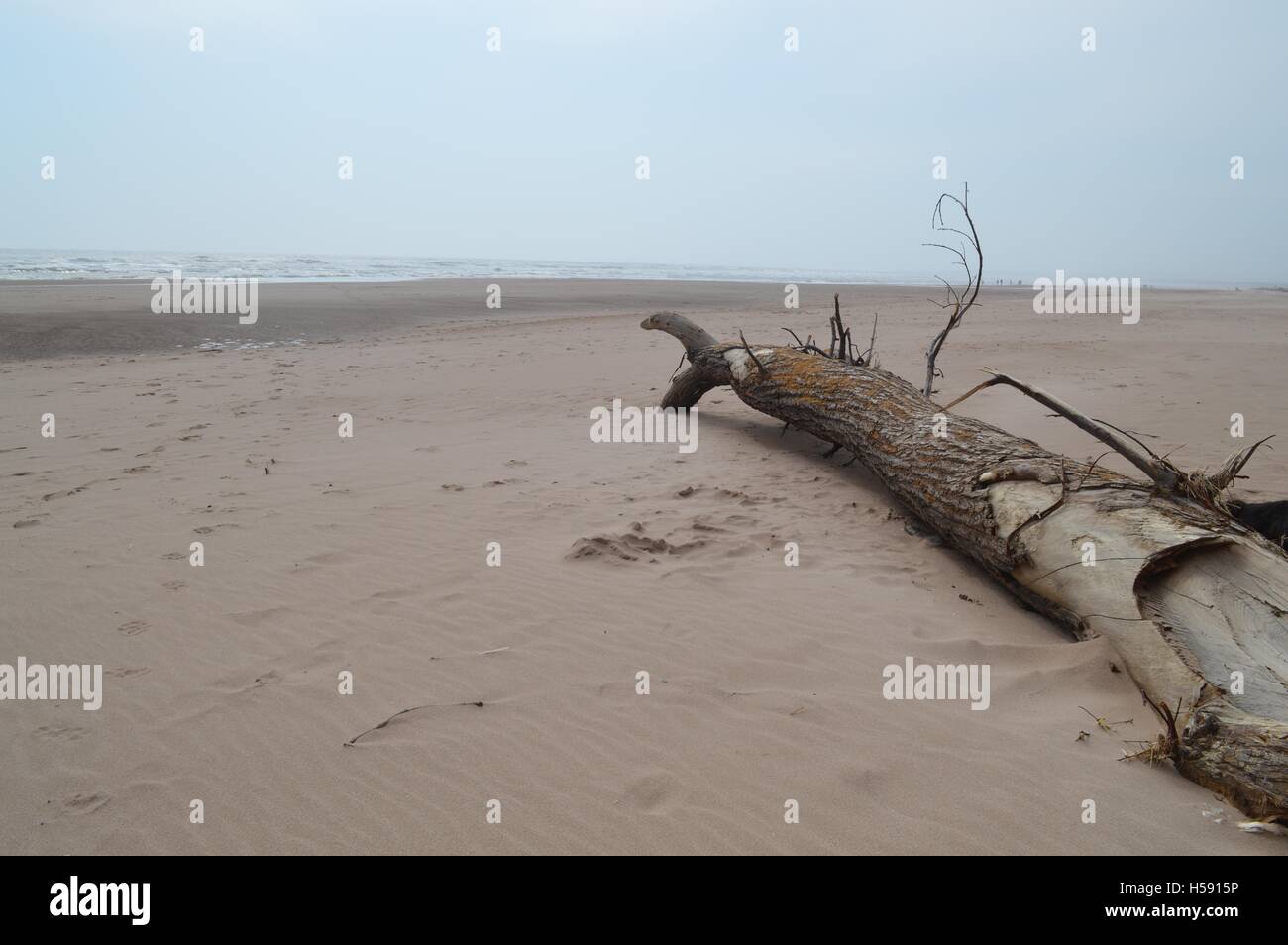 A windswept beach in Scotland Stock Photo - Alamy