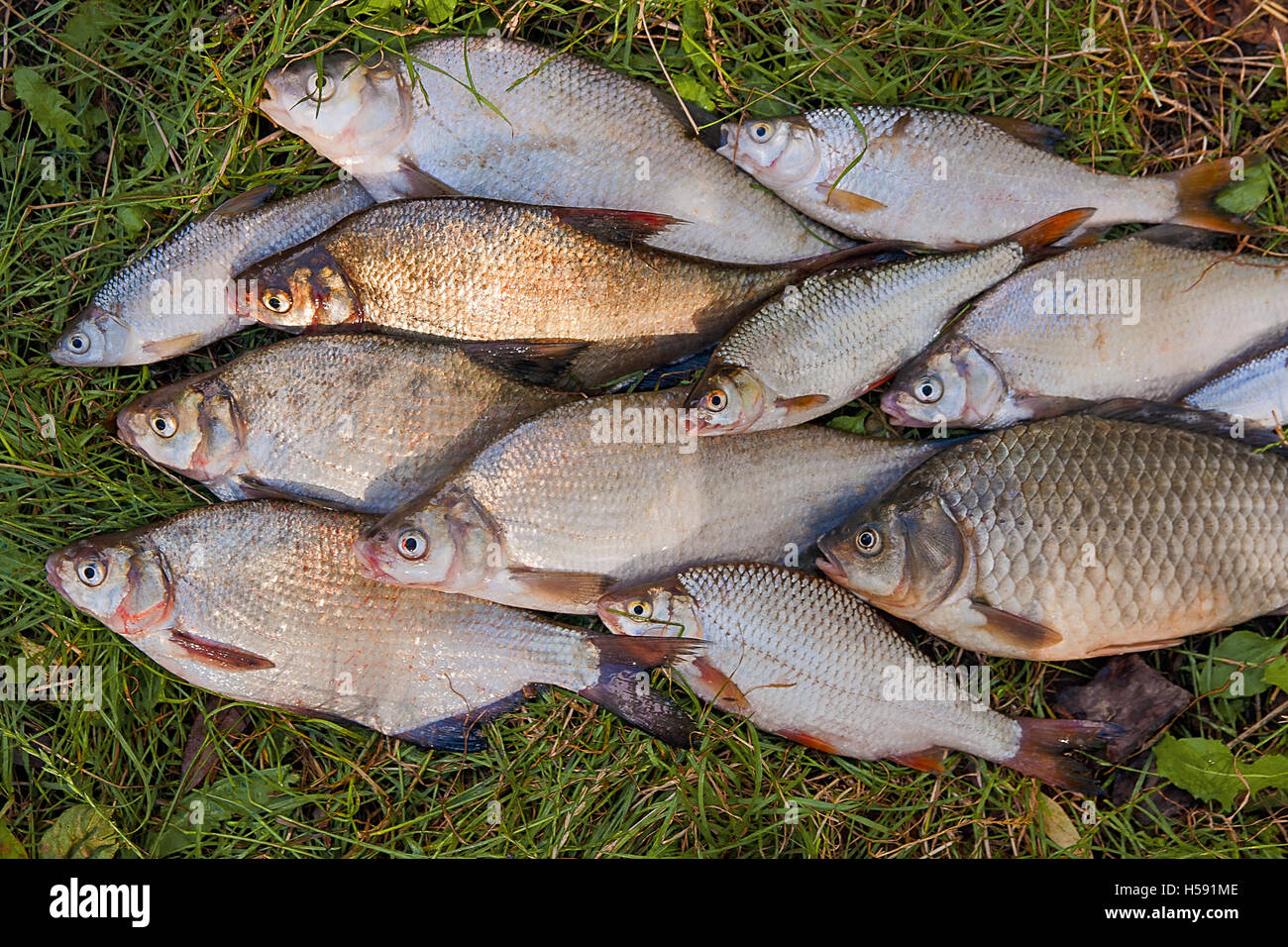 Freshwater fish just taken from the water. Pile of the catching ...