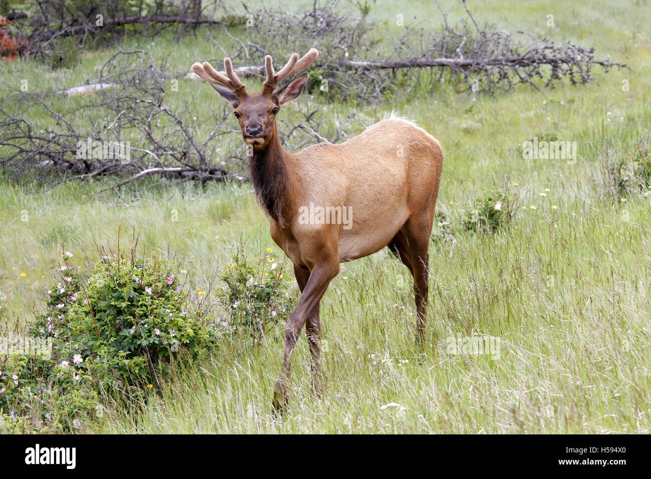 Elk stag or Bull with new growing antlers looking towards camera Stock ...