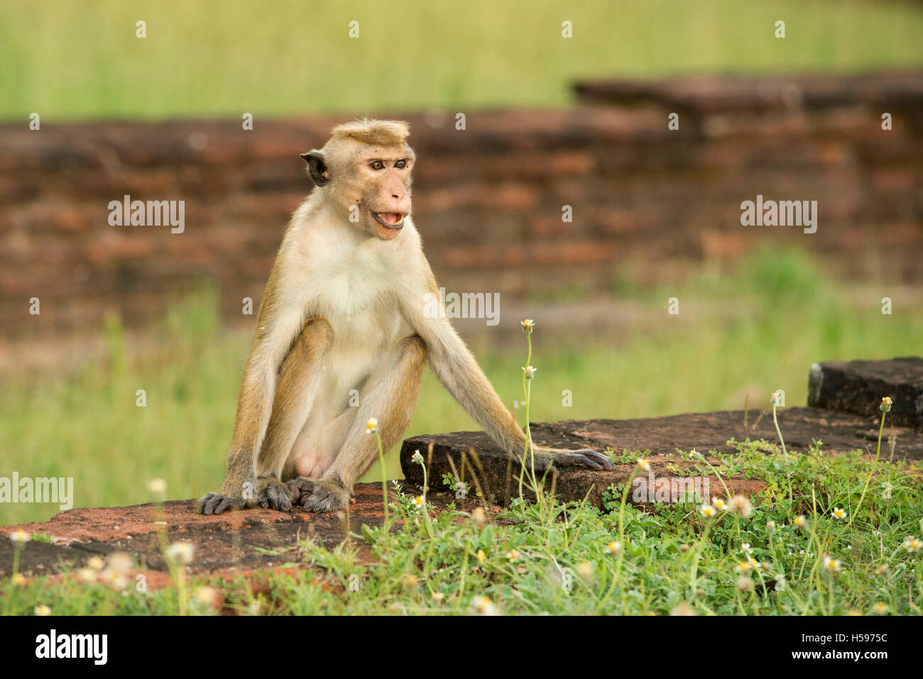 Toque macaque sitting on ancient ruins, Macaca sinica sinica ...