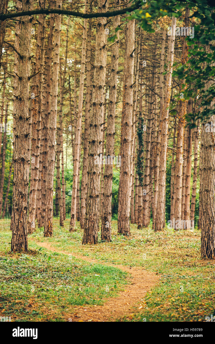 Walking through pine trees hi-res stock photography and images - Alamy