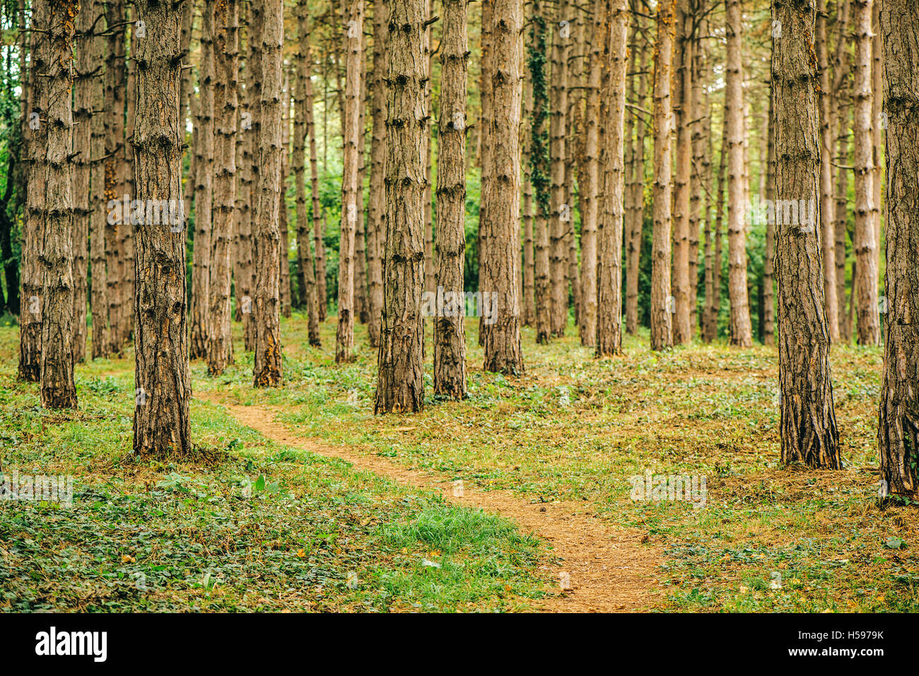 Narrow footpath through pine tree forest in autumn october afternoon ...