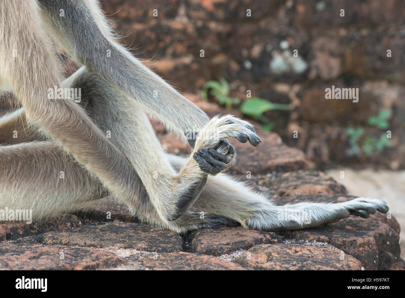 Monkey foot hi-res stock photography and images - Alamy