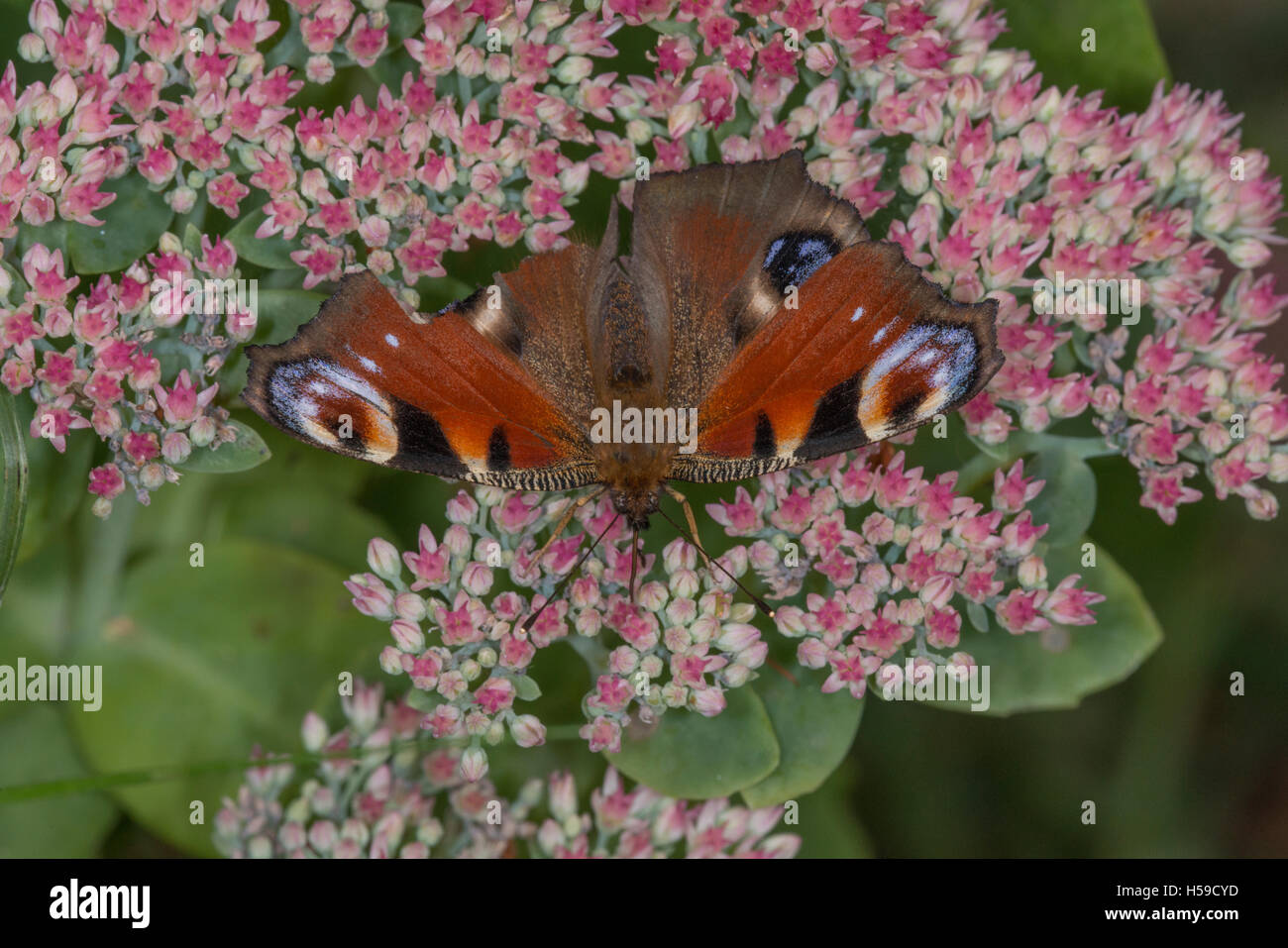 Inachis and not hi-res stock photography and images - Alamy