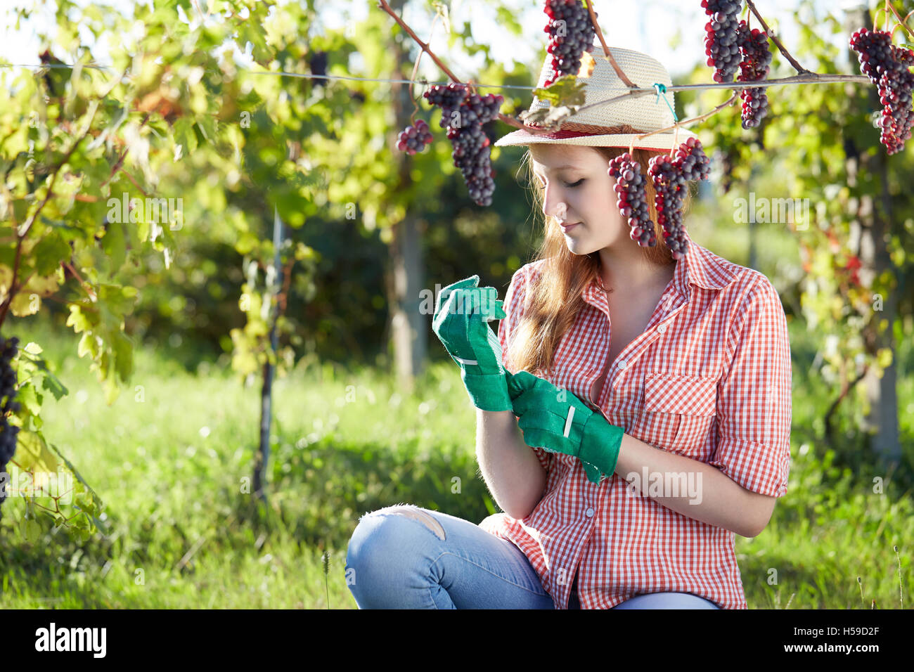 Beautiful young blond woman harvesting grapes outdoors in vineyard Stock Photo - Alamy