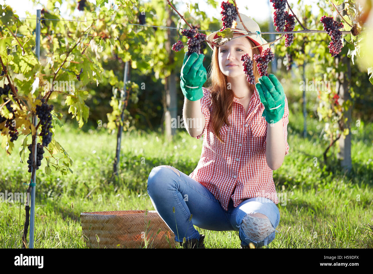 Beautiful young blond woman harvesting grapes outdoors in vineyard Stock Photo - Alamy