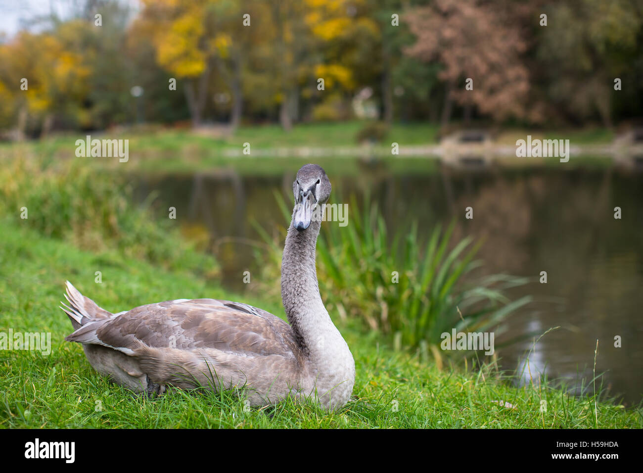 Swan lying on the grass near the lake Stock Photo - Alamy