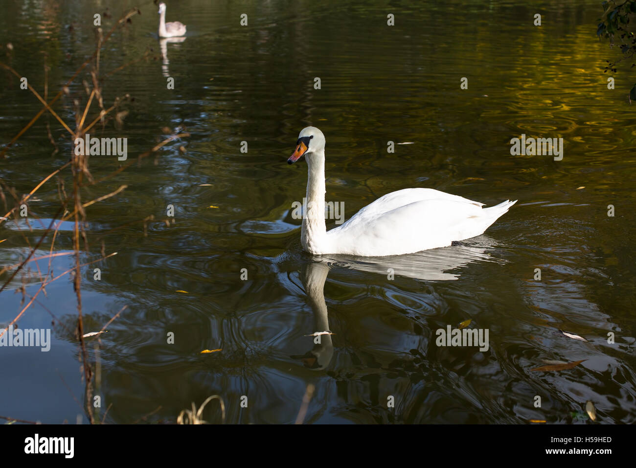Floating swan hi-res stock photography and images - Alamy