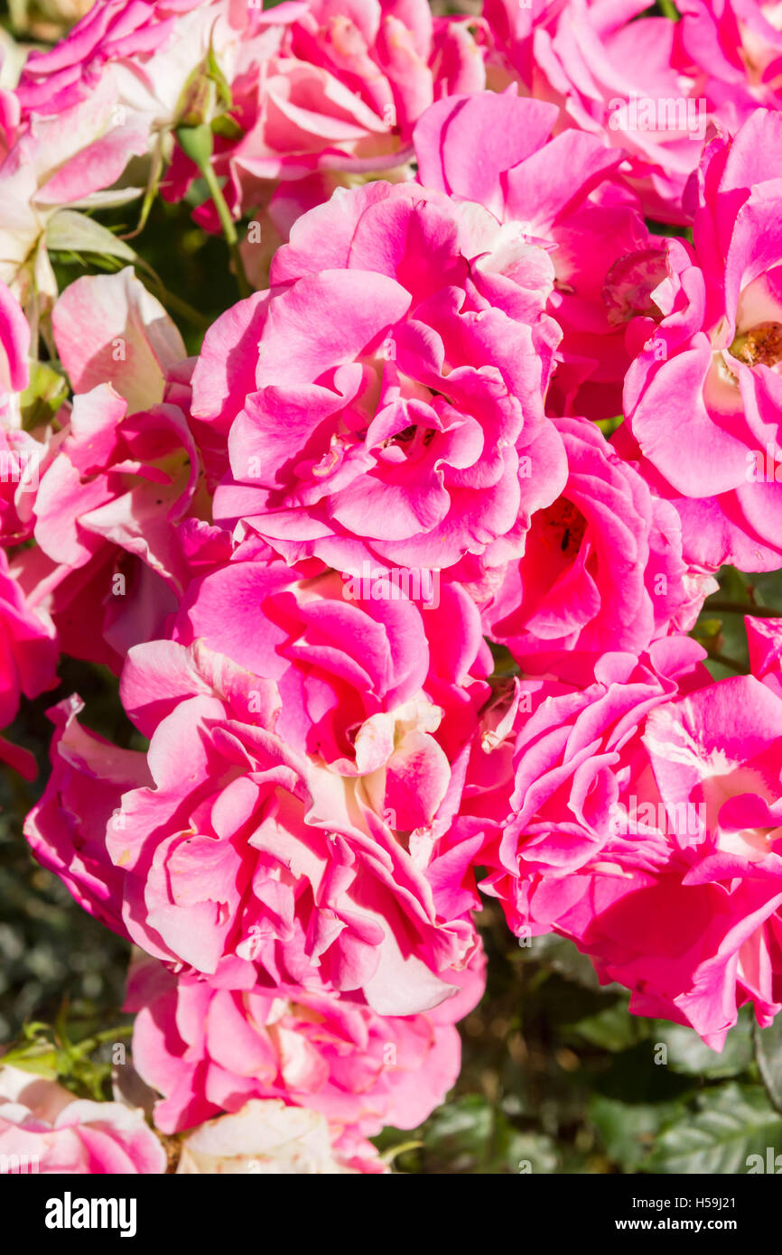 Beautiful flowers of roses on the street Stock Photo - Alamy