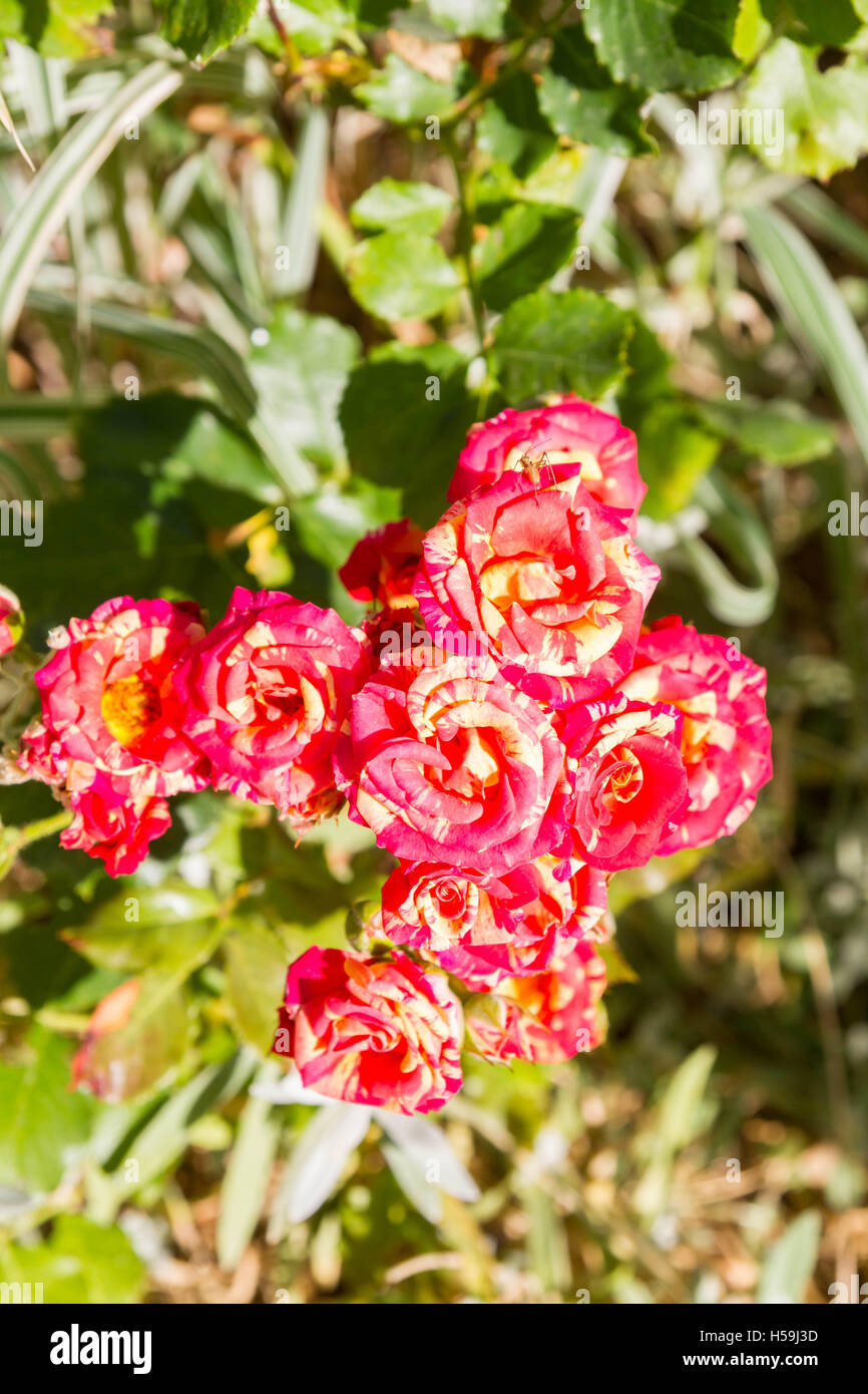 Beautiful flowers of roses on the street Stock Photo - Alamy