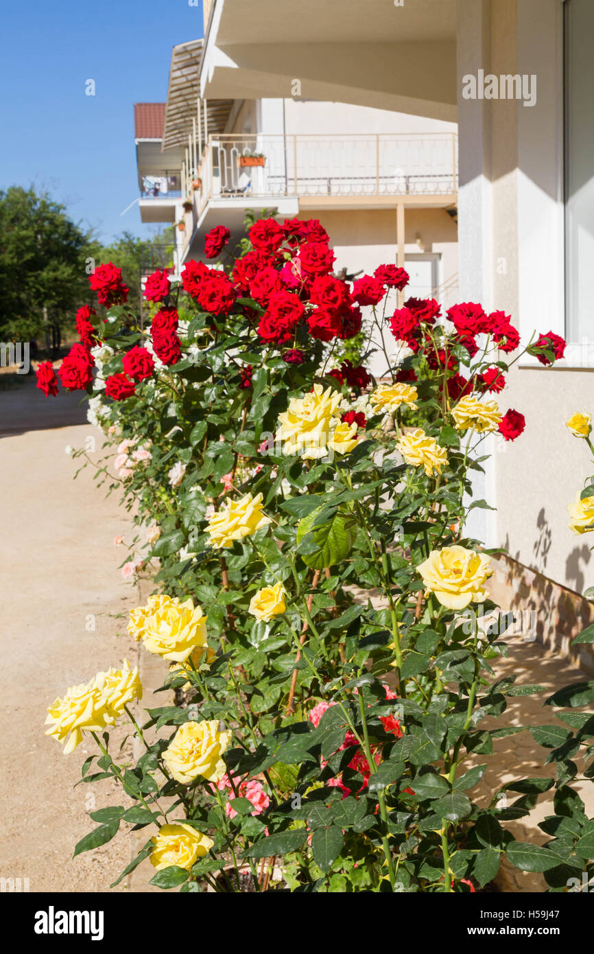 Beautiful flowers of roses on the street Stock Photo - Alamy