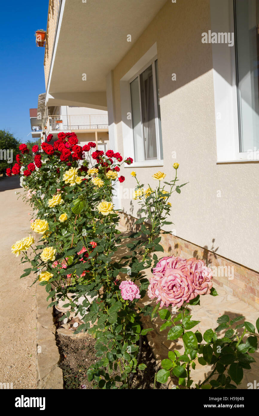 Beautiful flowers of roses on the street Stock Photo - Alamy