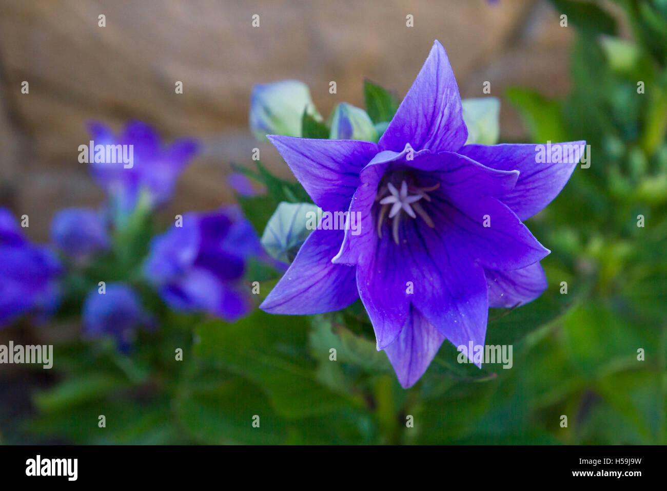 Beautiful flowers outside in the flowerbed Stock Photo - Alamy