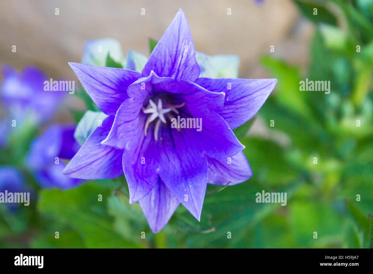 Beautiful flowers outside in the flowerbed Stock Photo - Alamy