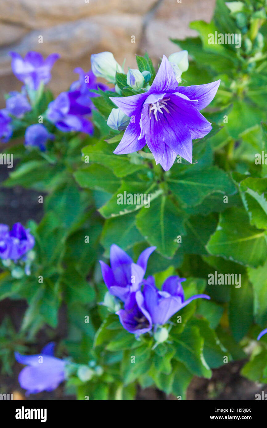 Beautiful flowers outside in the flowerbed Stock Photo - Alamy