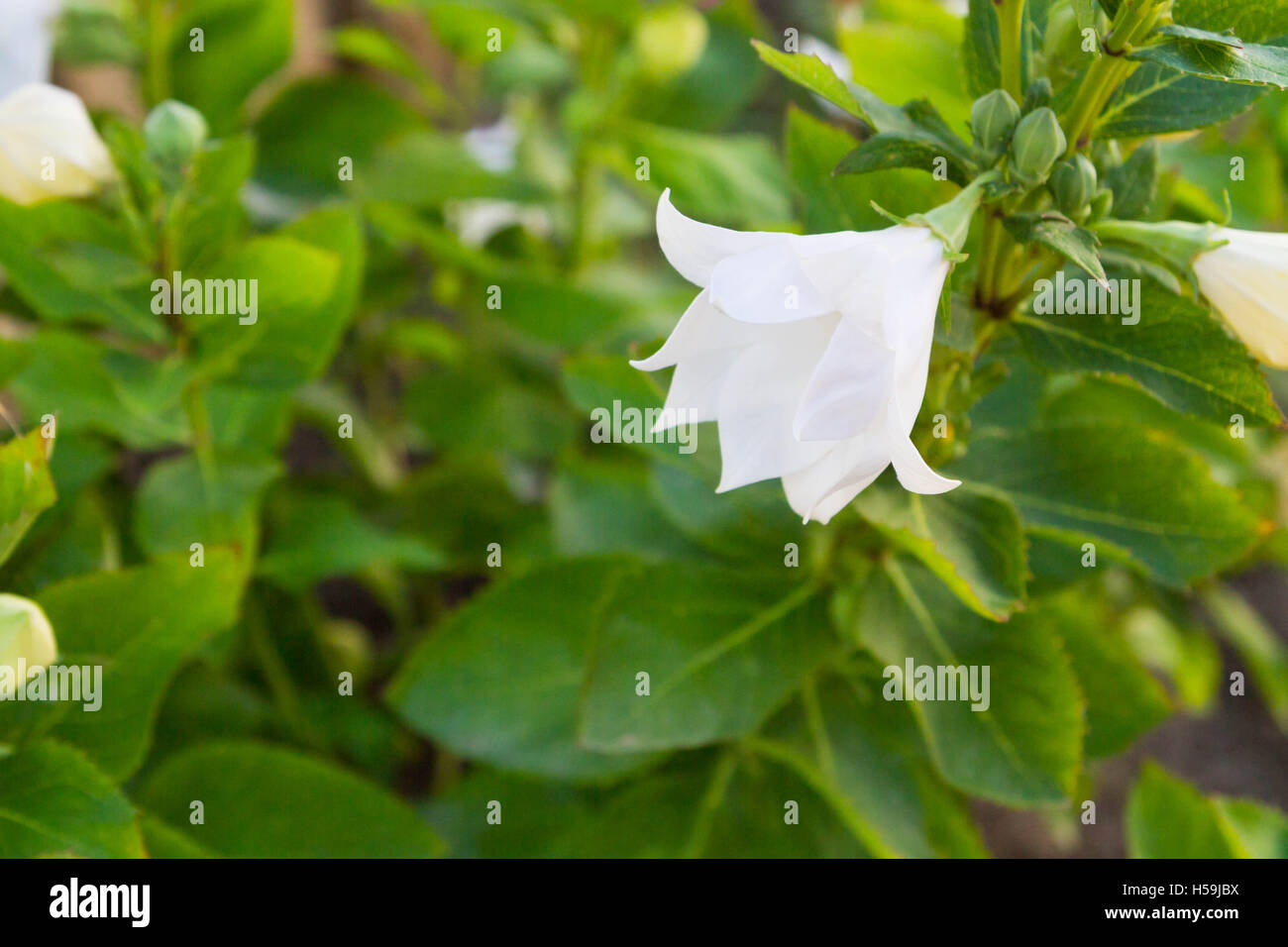 Beautiful flowers outside in hi-res stock photography and images - Alamy