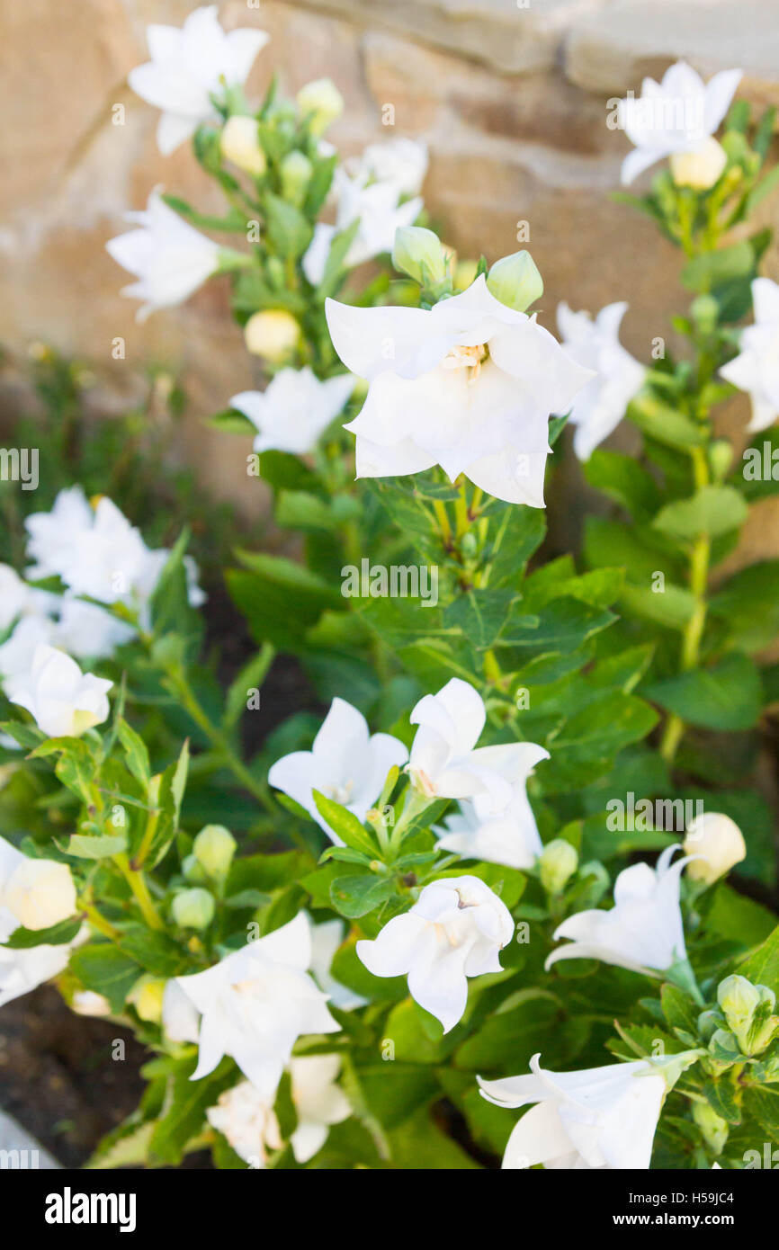 Beautiful garden flowers hi-res stock photography and images - Alamy