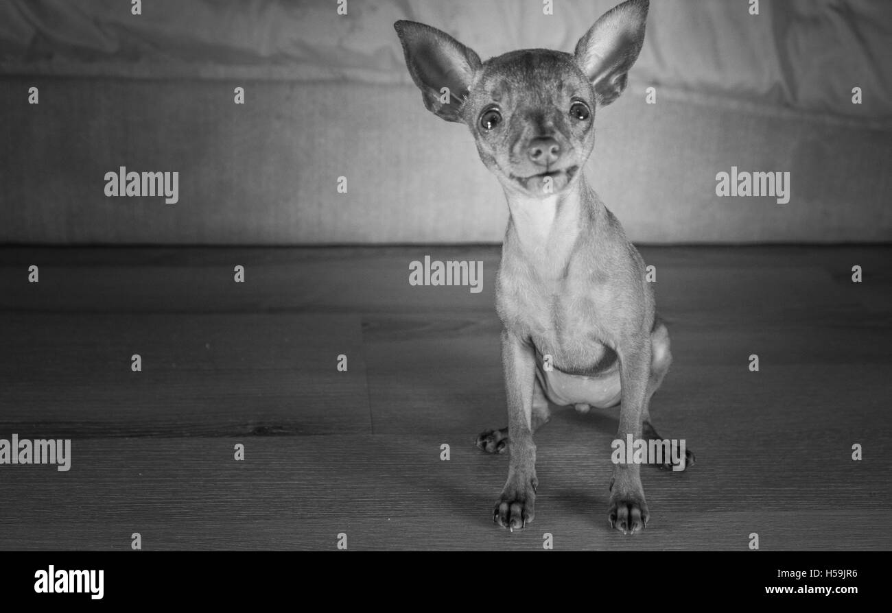 Closeup of cute miniature ginger pinscher puppy lying down on the ...