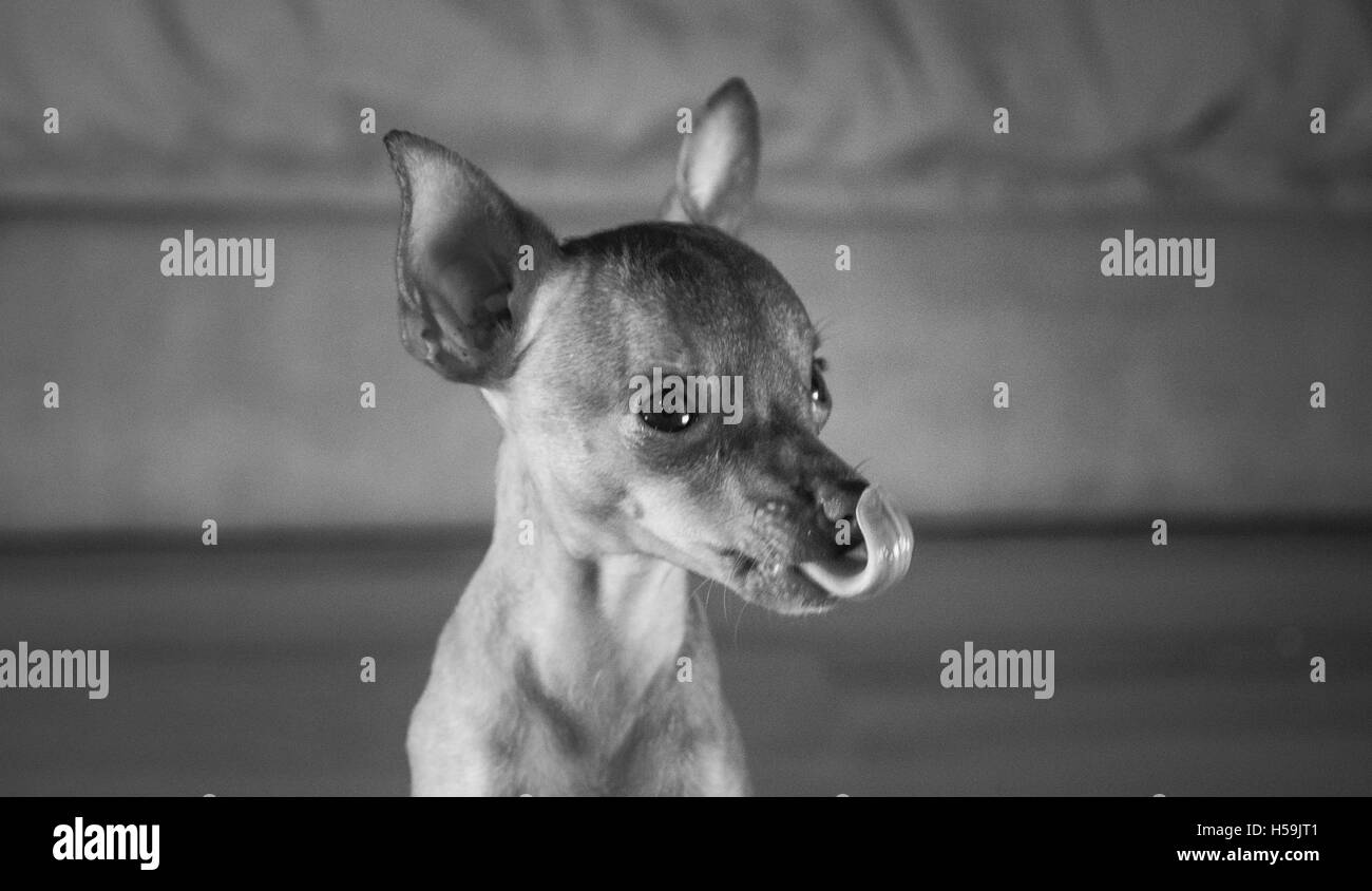 Miniature pinscher Black and White Stock Photos & Images - Alamy