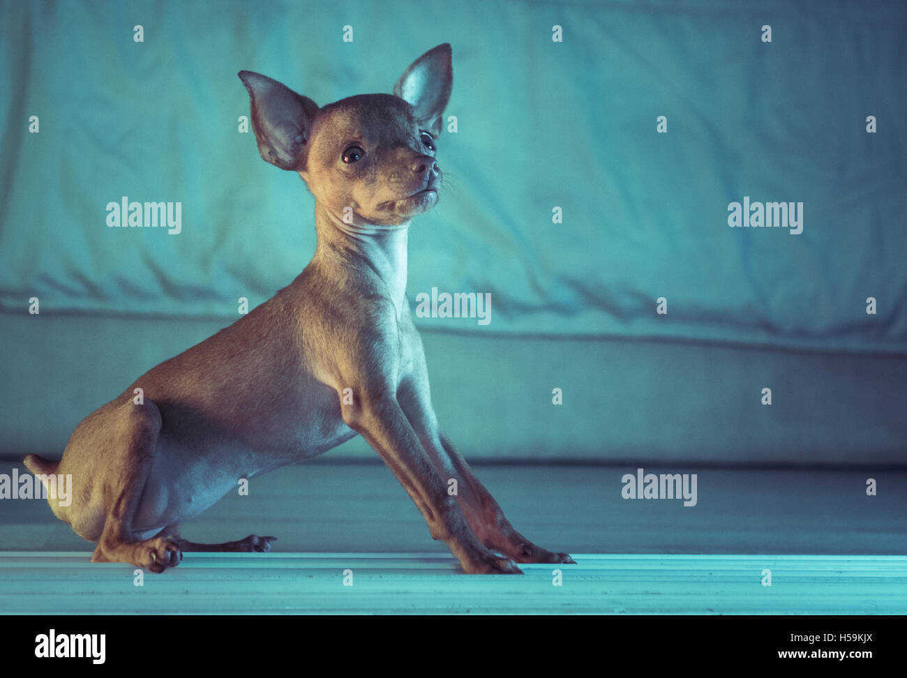 Mini pincher hi-res stock photography and images - Alamy