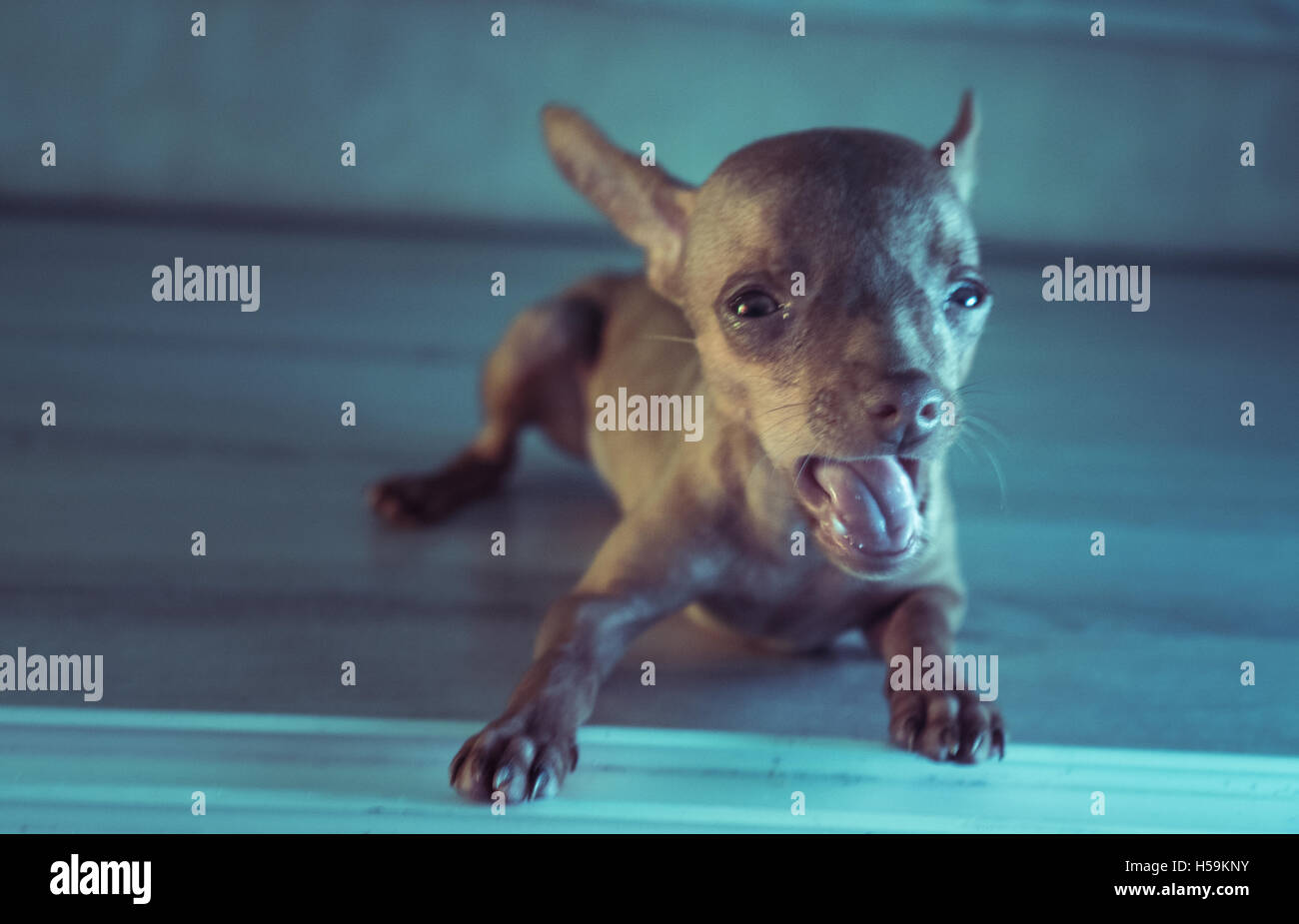 Smiling miniature pinscher hi-res stock photography and images - Alamy